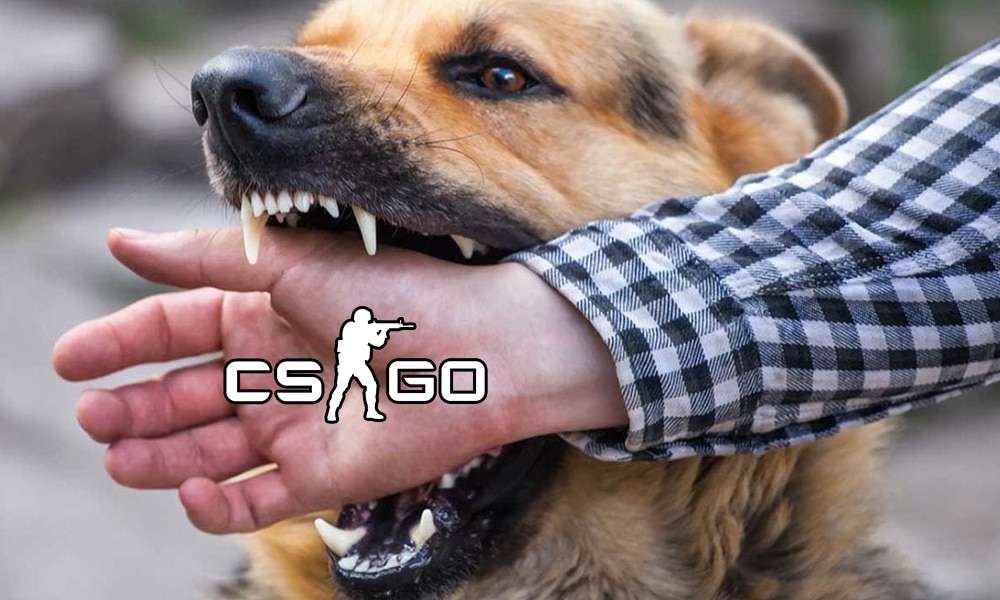 Dog Attacks, But CSGO Pro Completes His Game