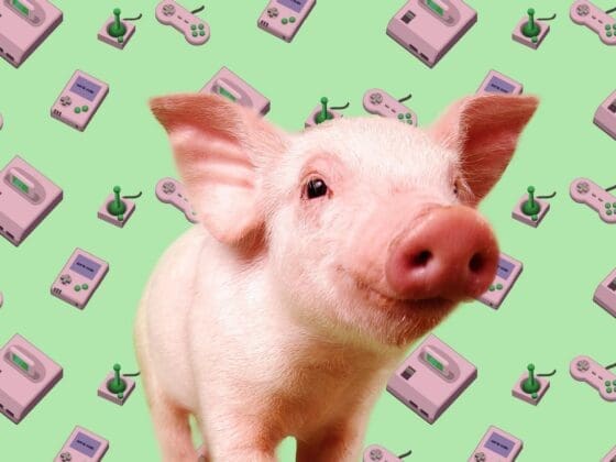 A new Research claims that Pigs can Play Video Games